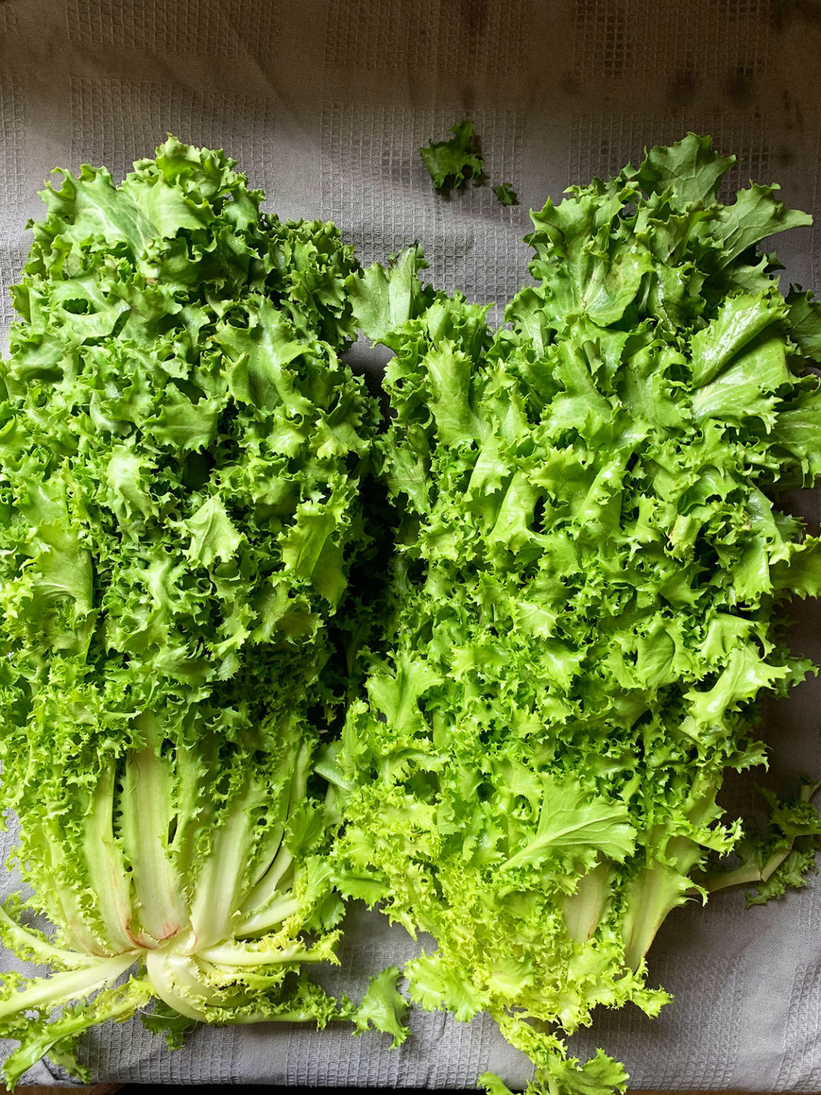 Lebanese Greens Called Hindbeh Bi Zeit