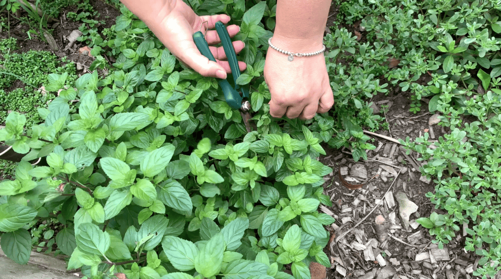 Fresh Herbal Tea (12 Herbs + How to Guide )