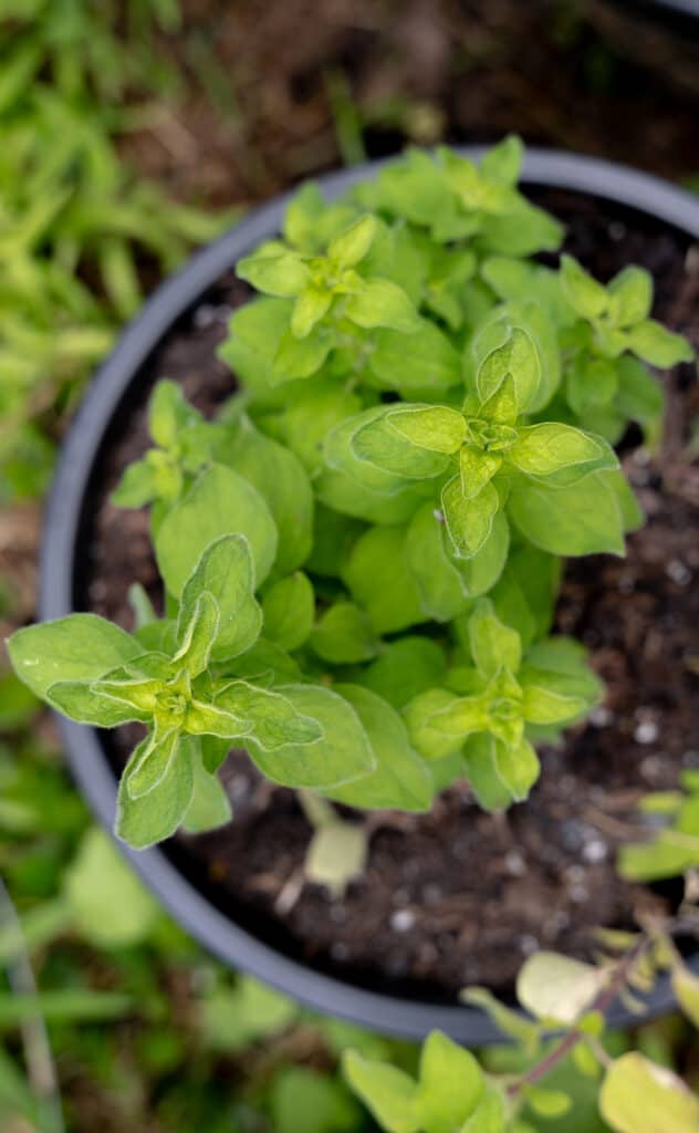Tasty Fresh Oregano Recipes You Must Try