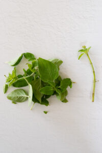 Tasty Fresh Oregano Recipes You Must Try