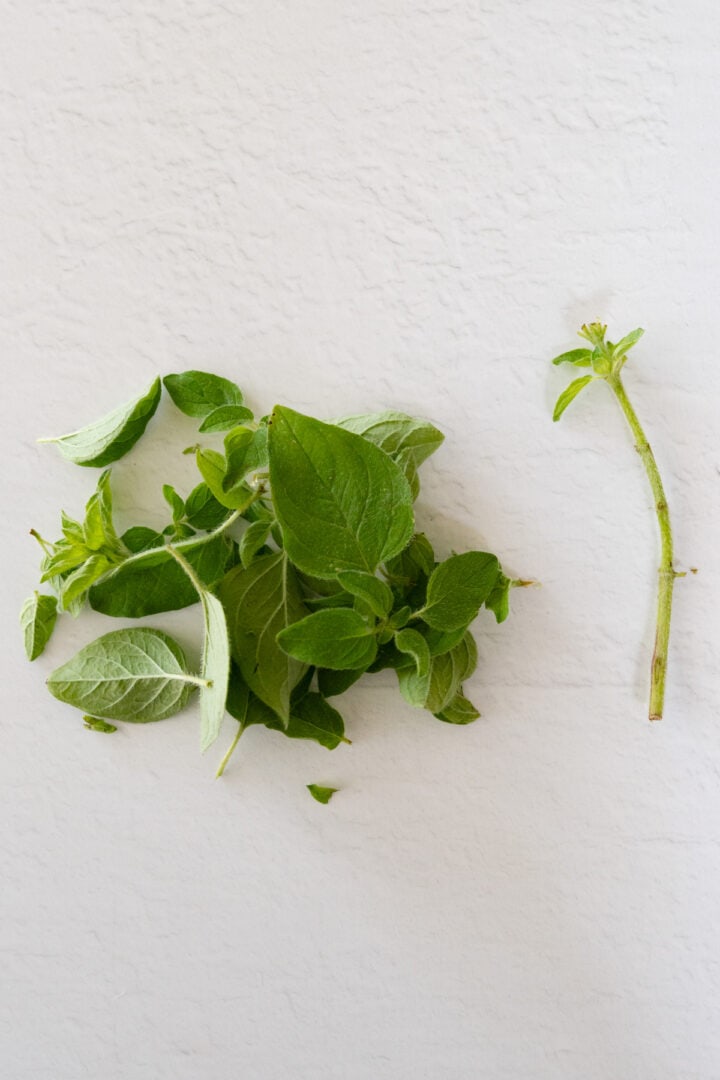 Tasty Fresh Oregano Recipes You Must Try